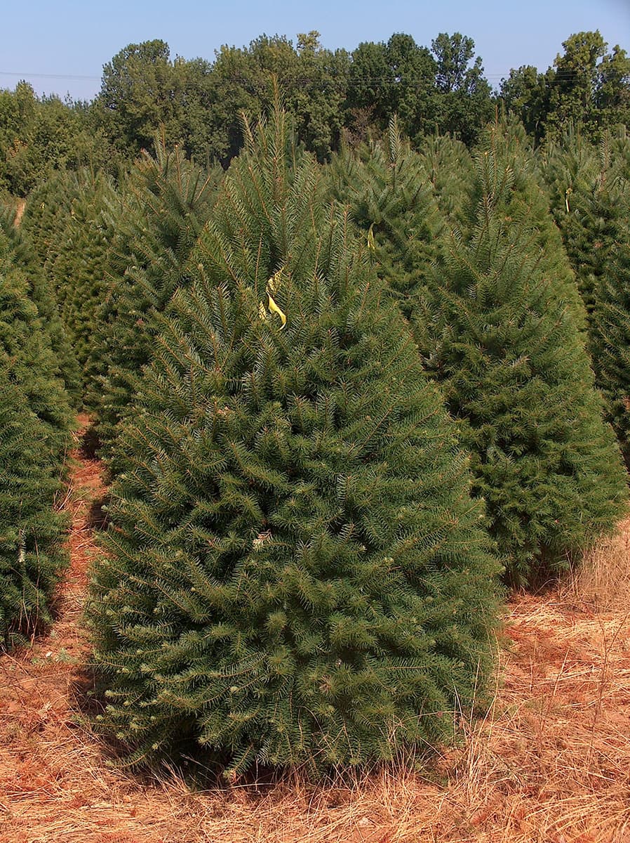 Douglas Fir Christmas Tree