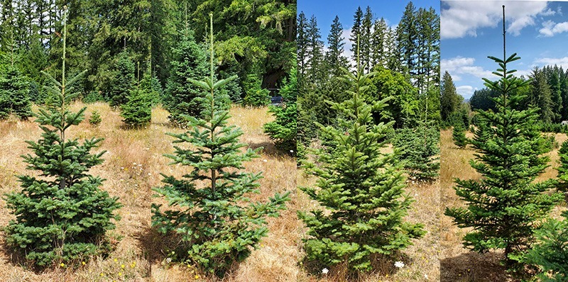 Layered Silver Tip Fir Tree Ways To Create A Designer Looking